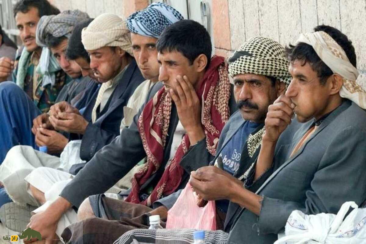 قات یا تریاک یمنی؛ «قات زدن» یعنی چه و چرا لُپ یمنی‌ها و سودانی‌ها ...