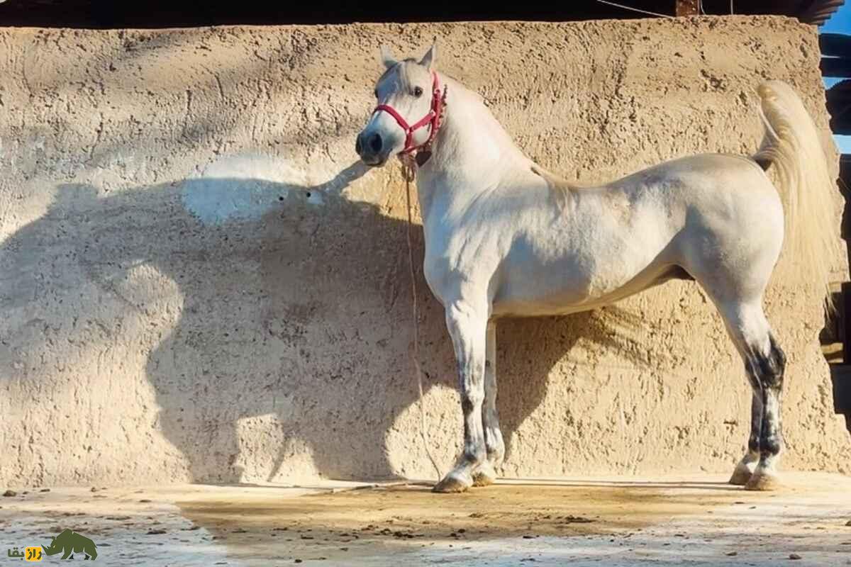 اسب سنگسر؛ مقاوم‌ترین و سریع‌ترین اسب ایرانی که پادشاهان ساسانی با آن ...
