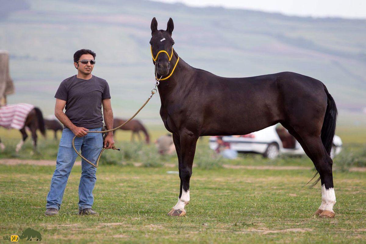 اسب ترکمن؛ یکی از قدرتمندترین اسب‌های جهان و جد «آخال تکه» که اسب مشهور ...