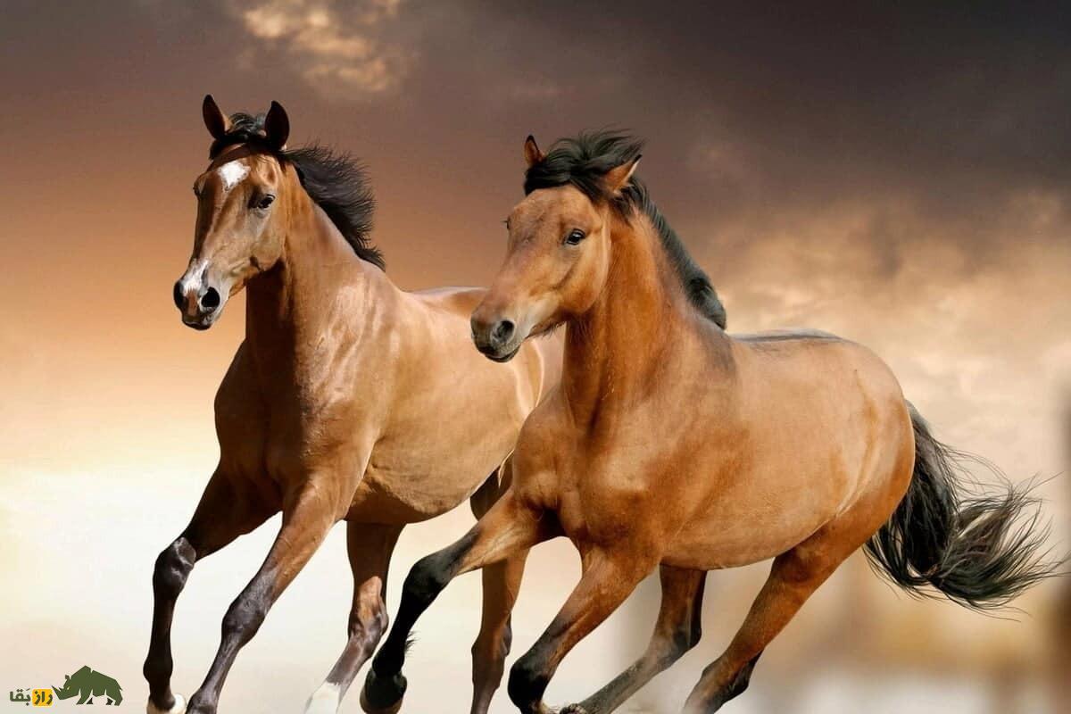 اسب ترکمن؛ یکی از قدرتمندترین اسب‌های جهان و جد «آخال تکه» که اسب مشهور ...