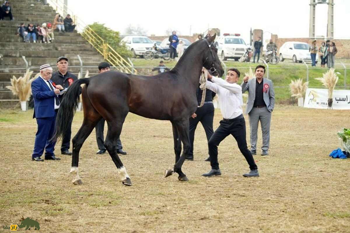 اسب ترکمن؛ یکی از قدرتمندترین اسب‌های جهان و جد «آخال تکه» که اسب مشهور ...