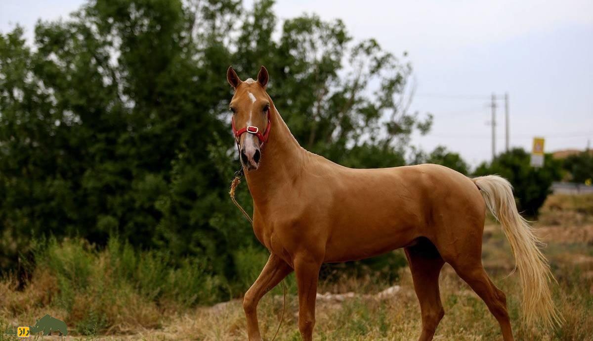 اسب ترکمن؛ یکی از قدرتمندترین اسب‌های جهان و جد «آخال تکه» که اسب مشهور ...