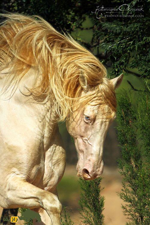 «آخال تکه» عروس اسب‌های جهان؛ طلای زنده‌ای که نماد ملی ترکمنستان است!