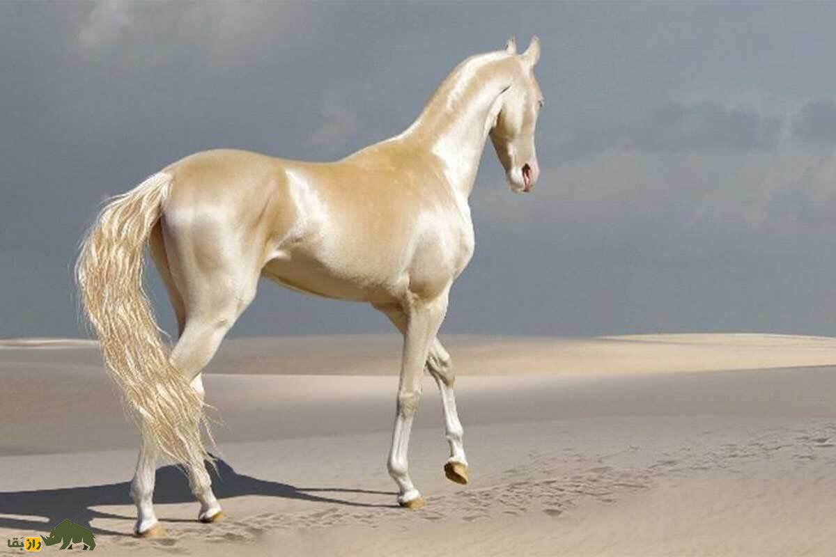 «آخال تکه» عروس اسب‌های جهان؛ طلای زنده‌ای که نماد ملی ترکمنستان است!