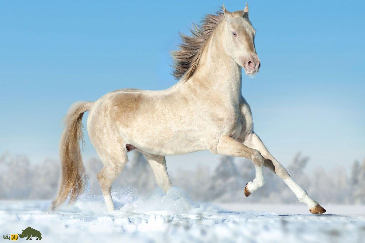 «آخال تکه» عروس اسب‌های جهان؛ طلای زنده‌ای که نماد ملی ترکمنستان است!