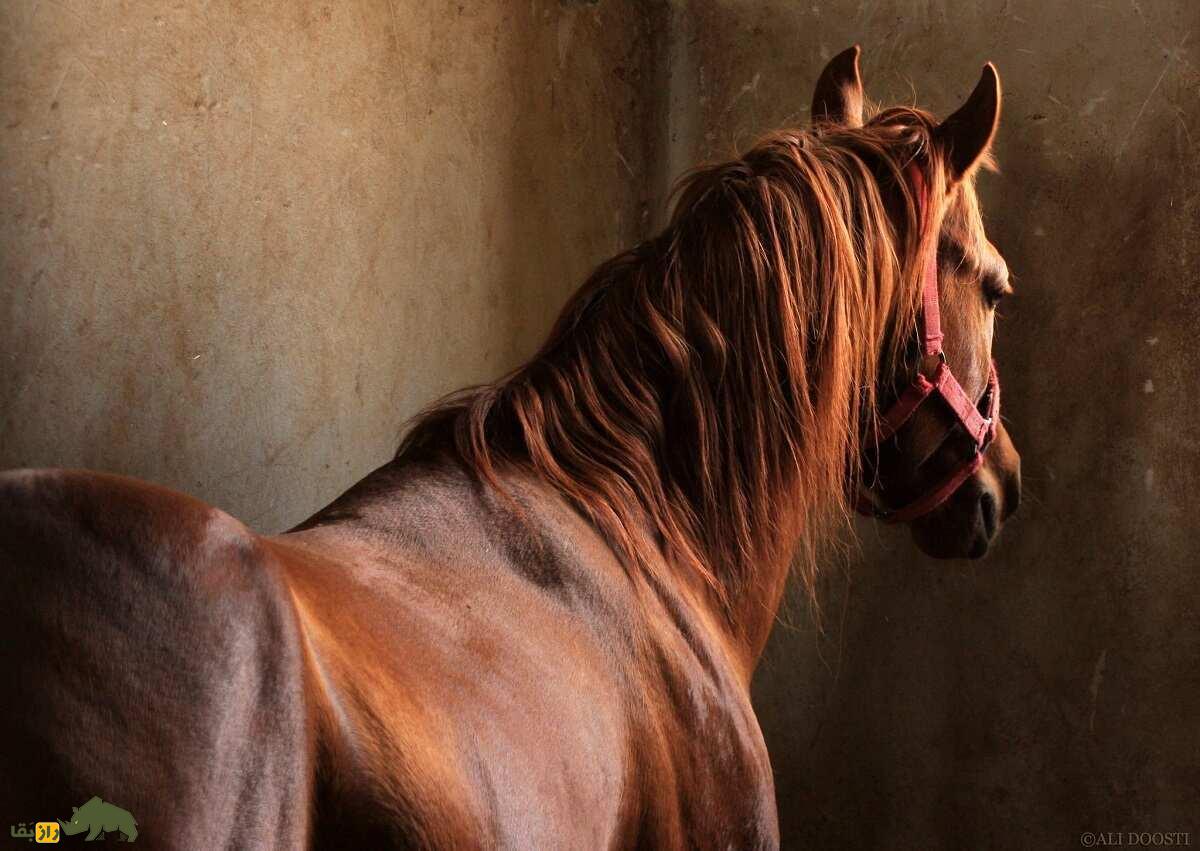 اسب «کُرد» زیباترین اسب ایران؛ کدام اسب کُردی بهتر است؛ جاف، افشاری یا ...