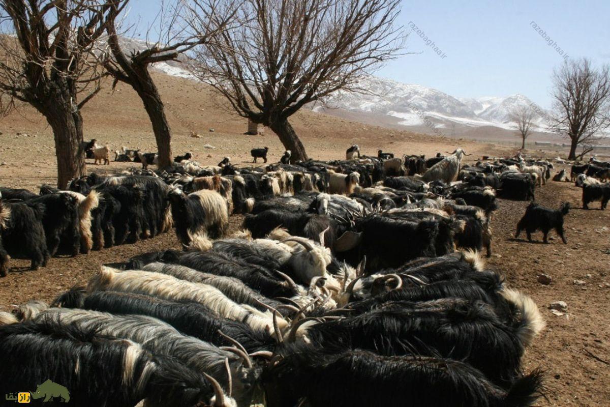 بز سیاه بختیاری؛ بز غولپیکر ایرانی با گوشتی بینظیر که اولین بز اهلی شده جهان است